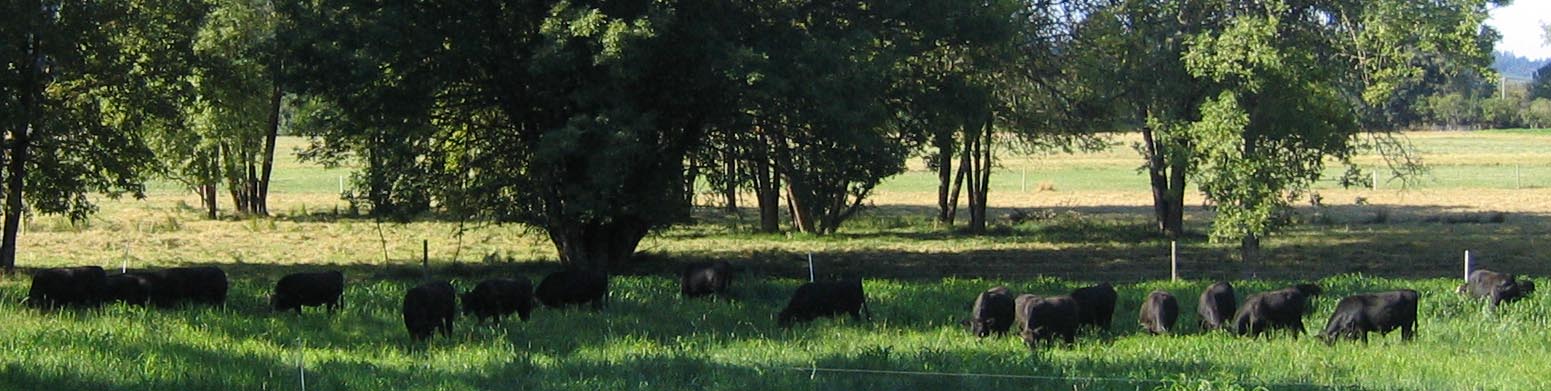 greatgrassbeef.com – Great Tasting Grass Fed Beef